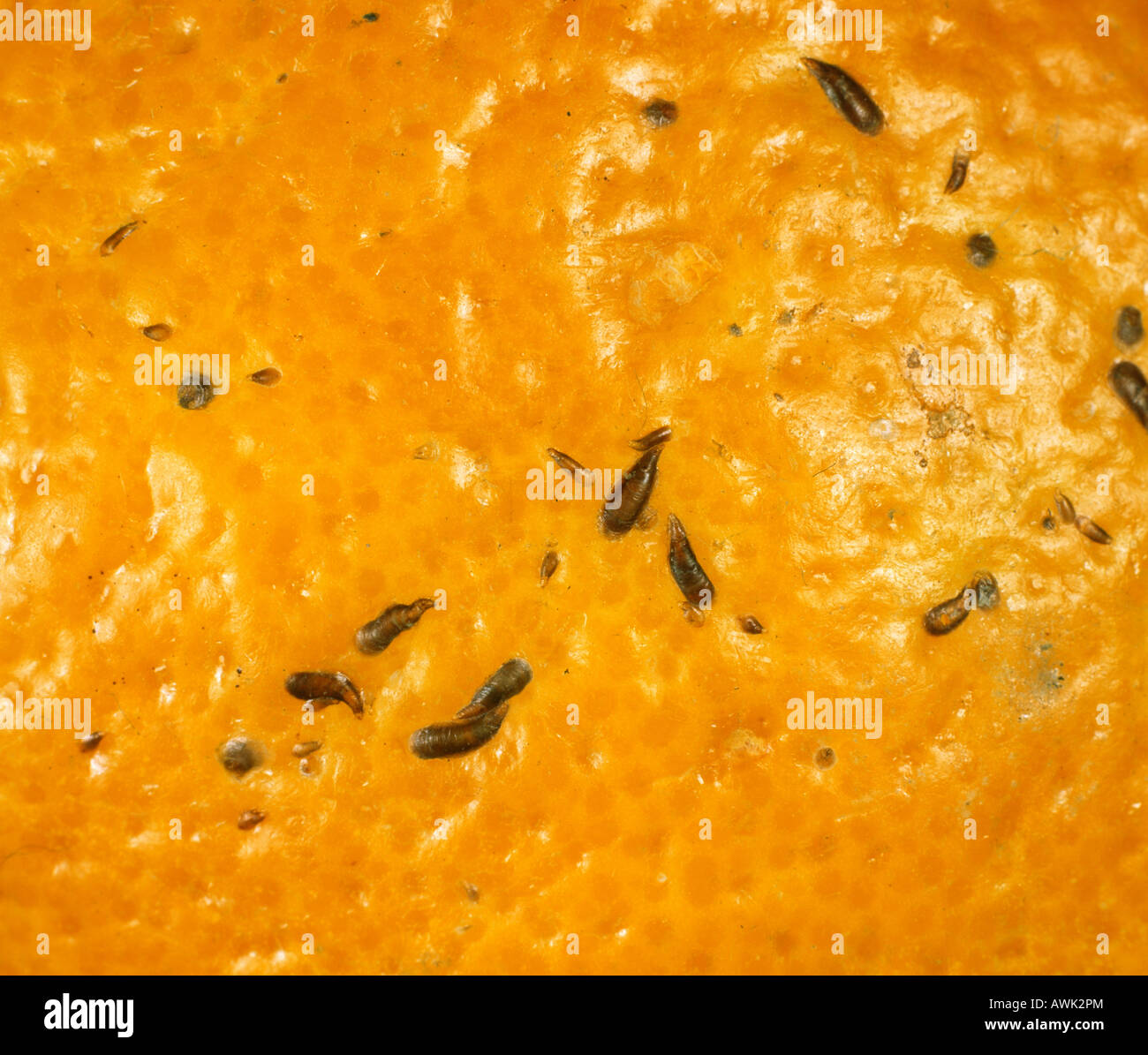 Citrus mussel scale insect lepidosaphes -Fotos und -Bildmaterial in ...