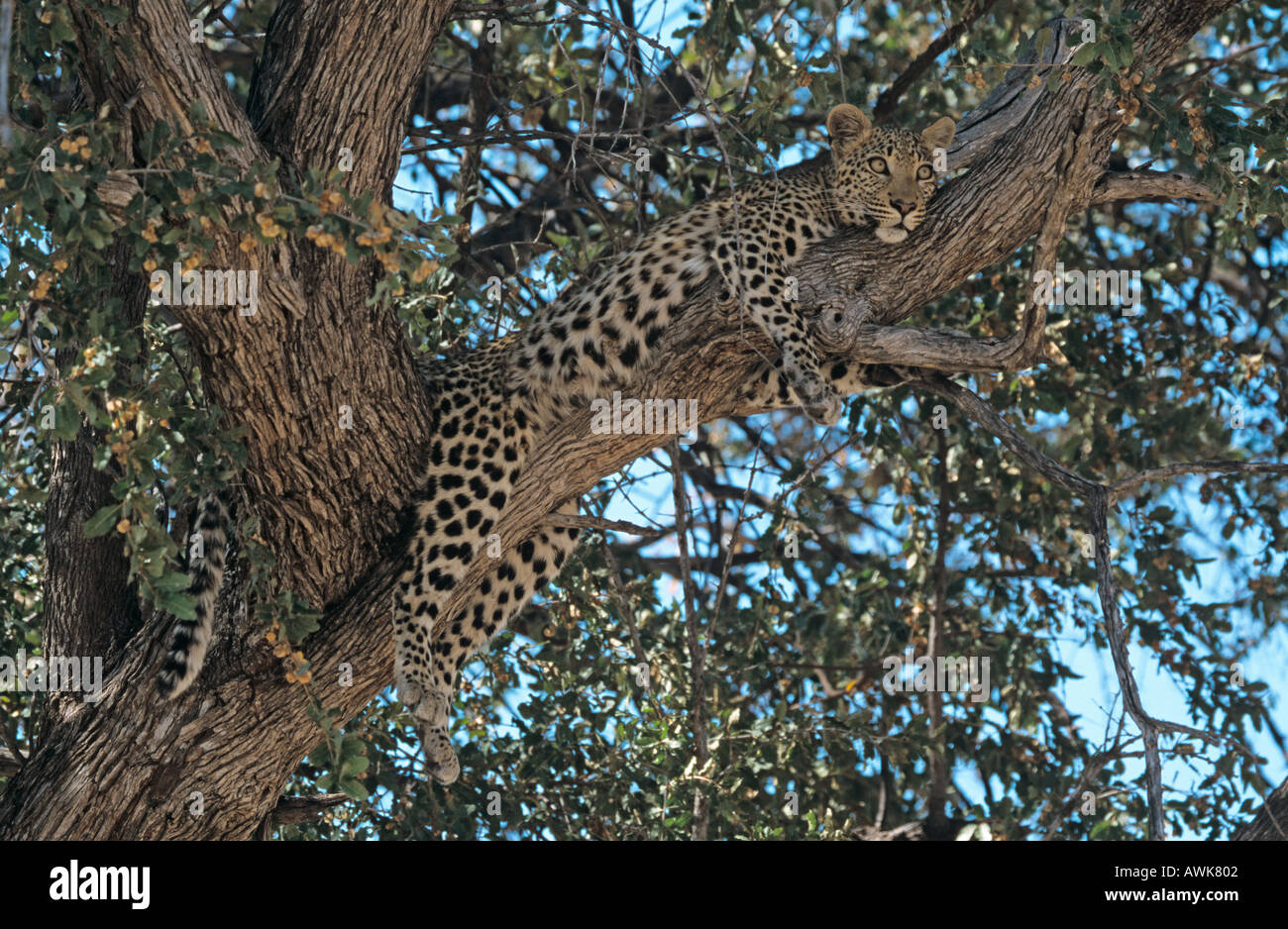 Wild carnivore -Fotos und -Bildmaterial in hoher Auflösung – Alamy