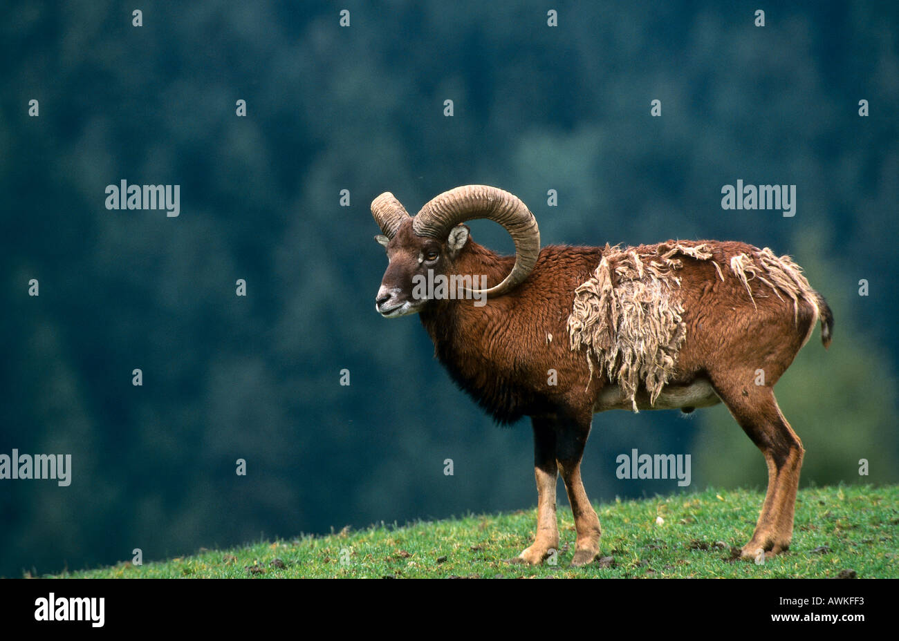 Europäischer Mufflon (Ovis Orientalis) stehen im Feld, Nationalpark ...