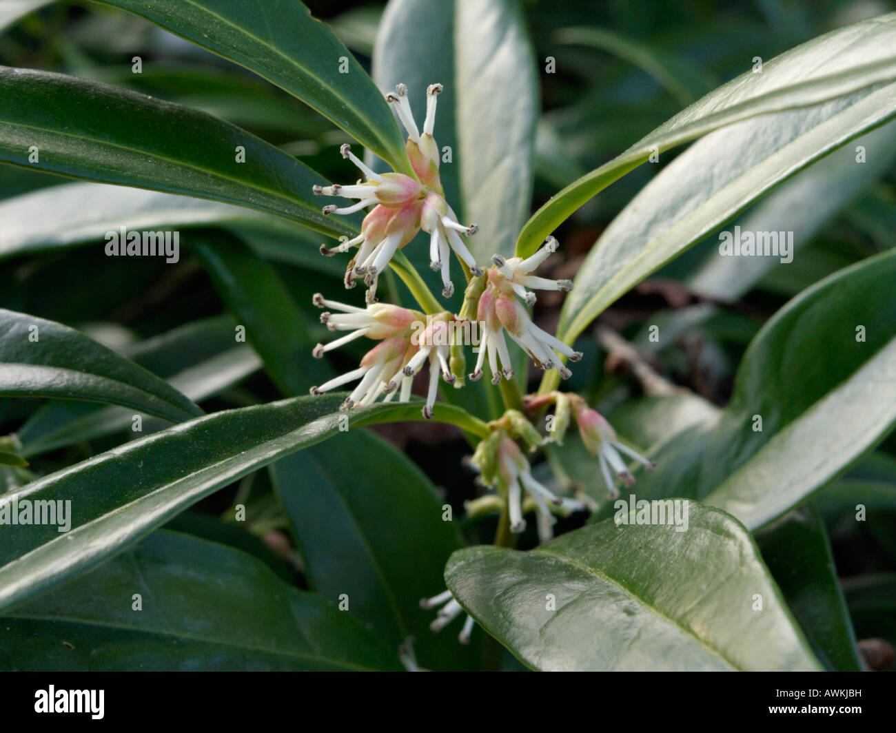 Sarcococca humilis blumen -Fotos und -Bildmaterial in hoher Auflösung ...