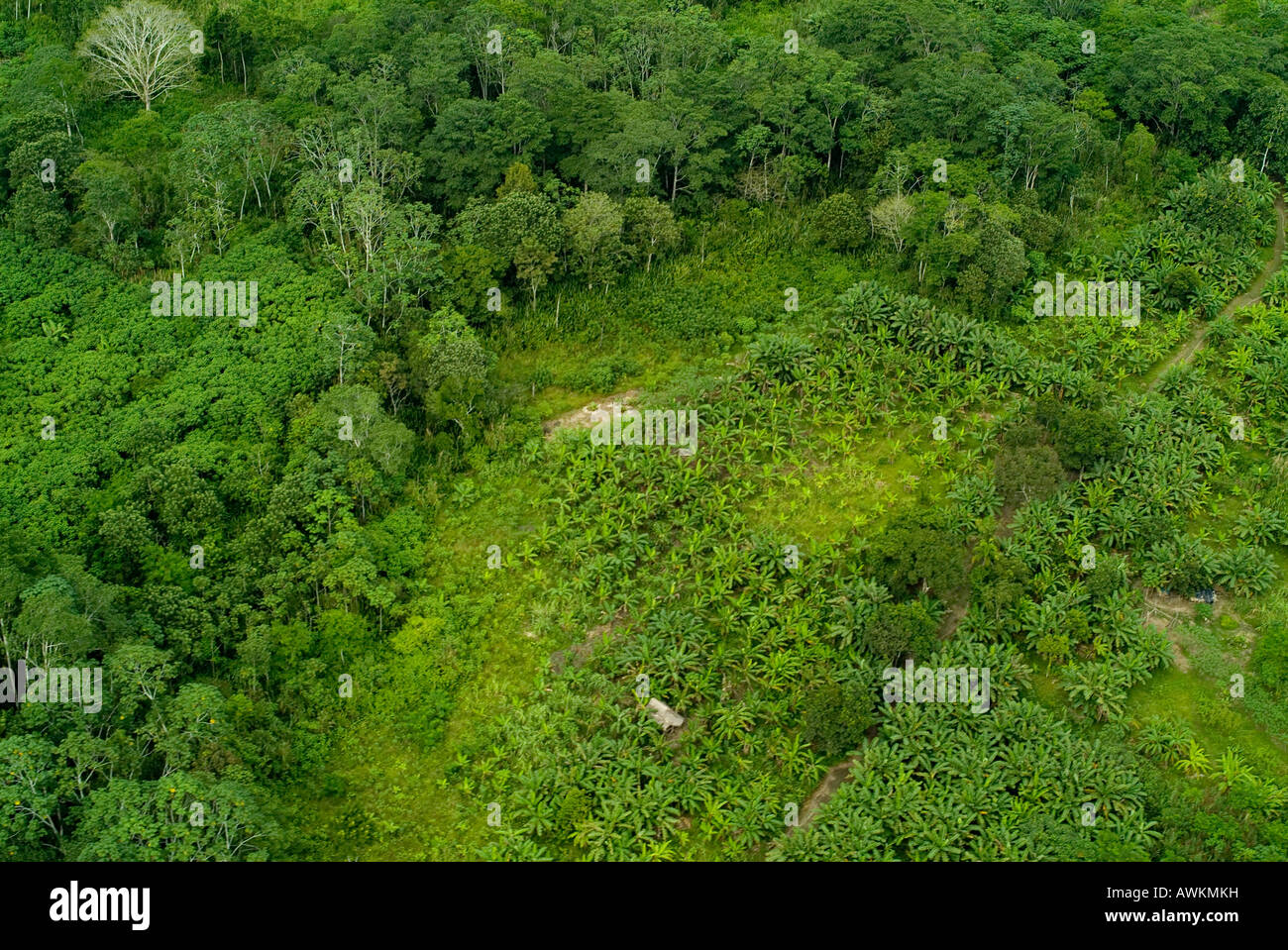 Amazonas-Regenwald Landwirtschaft Banane Feld Schrägstrich und brennen ...