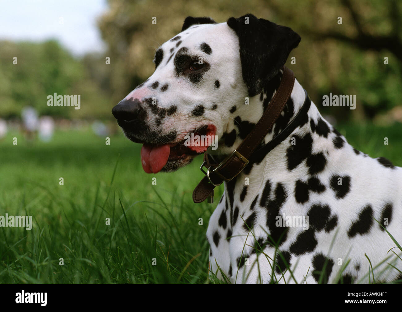 Dalmatian Dog Dogs Dalmatiner Stockfotos und -bilder Kaufen - Alamy
