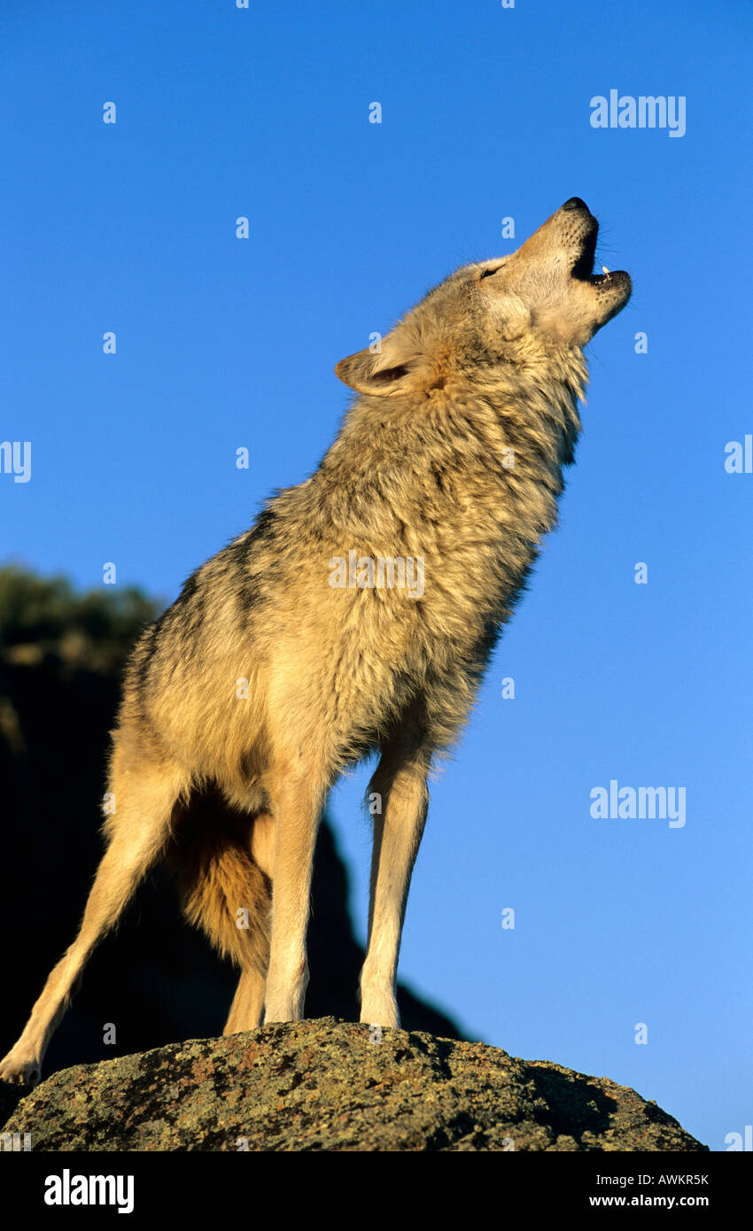 Howling wolf -Fotos und -Bildmaterial in hoher Auflösung – Alamy