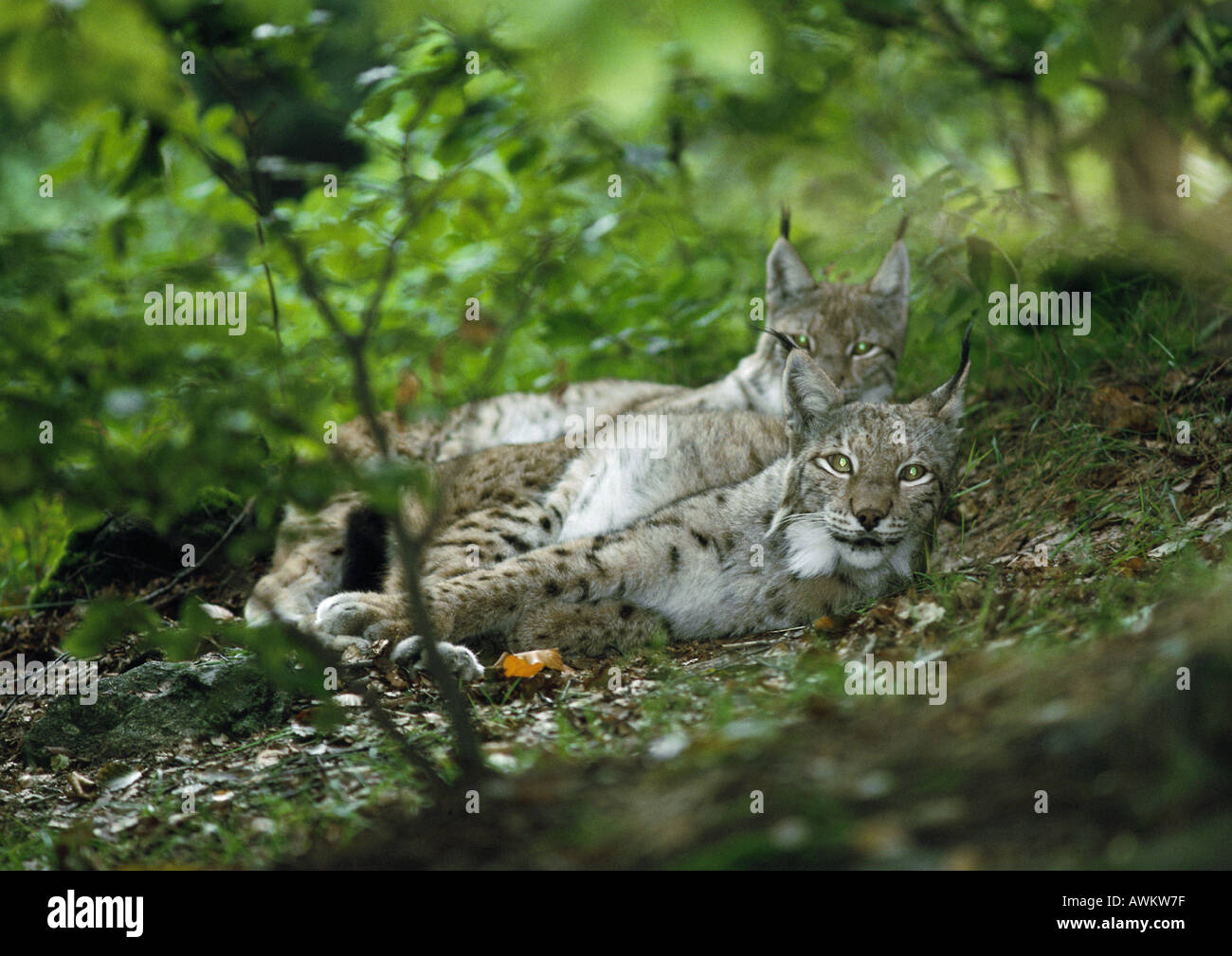 Lynx lying down -Fotos und -Bildmaterial in hoher Auflösung – Alamy