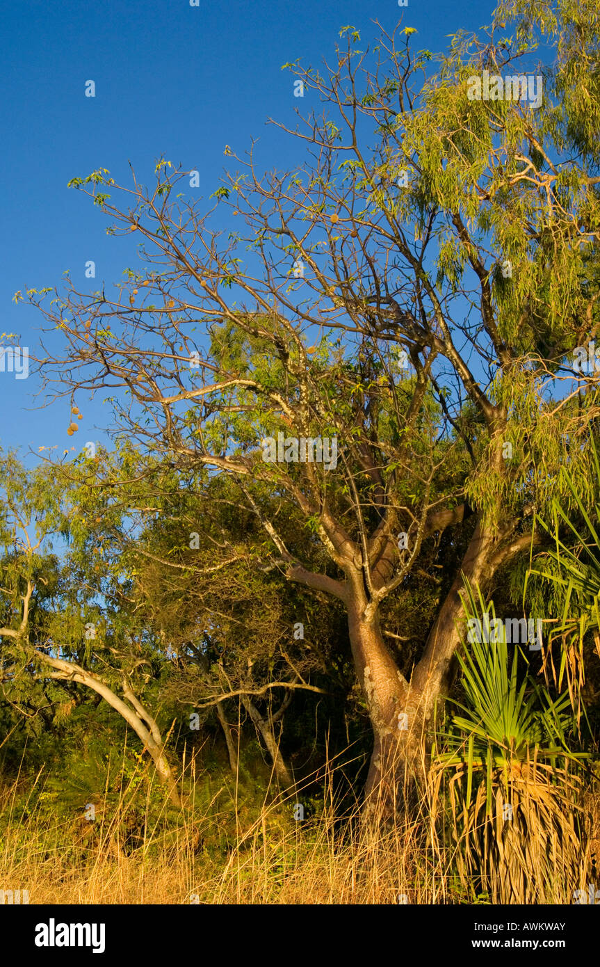 Boab Baum und Pandanus am Strand von Careening Bucht, Kimberley ...