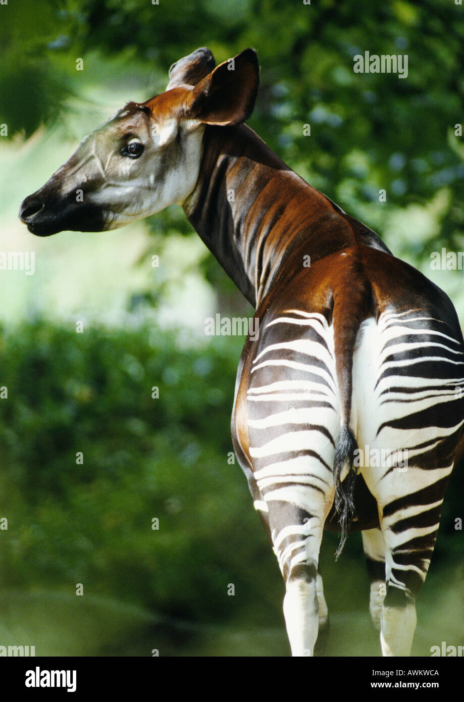 Einzelnes okapi -Fotos und -Bildmaterial in hoher Auflösung – Alamy