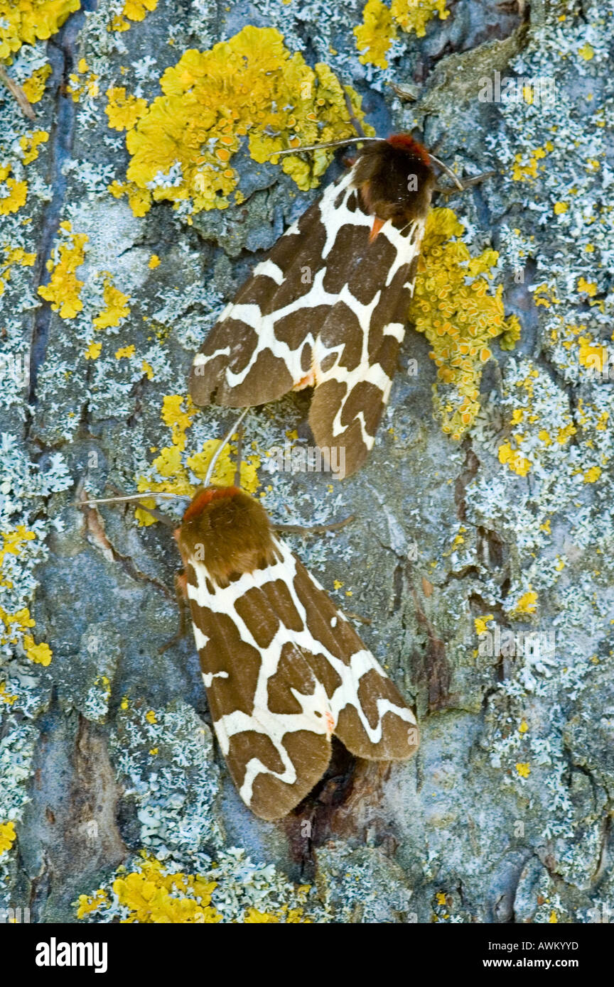 Zwei motten bei baumrinde -Fotos und -Bildmaterial in hoher Auflösung ...