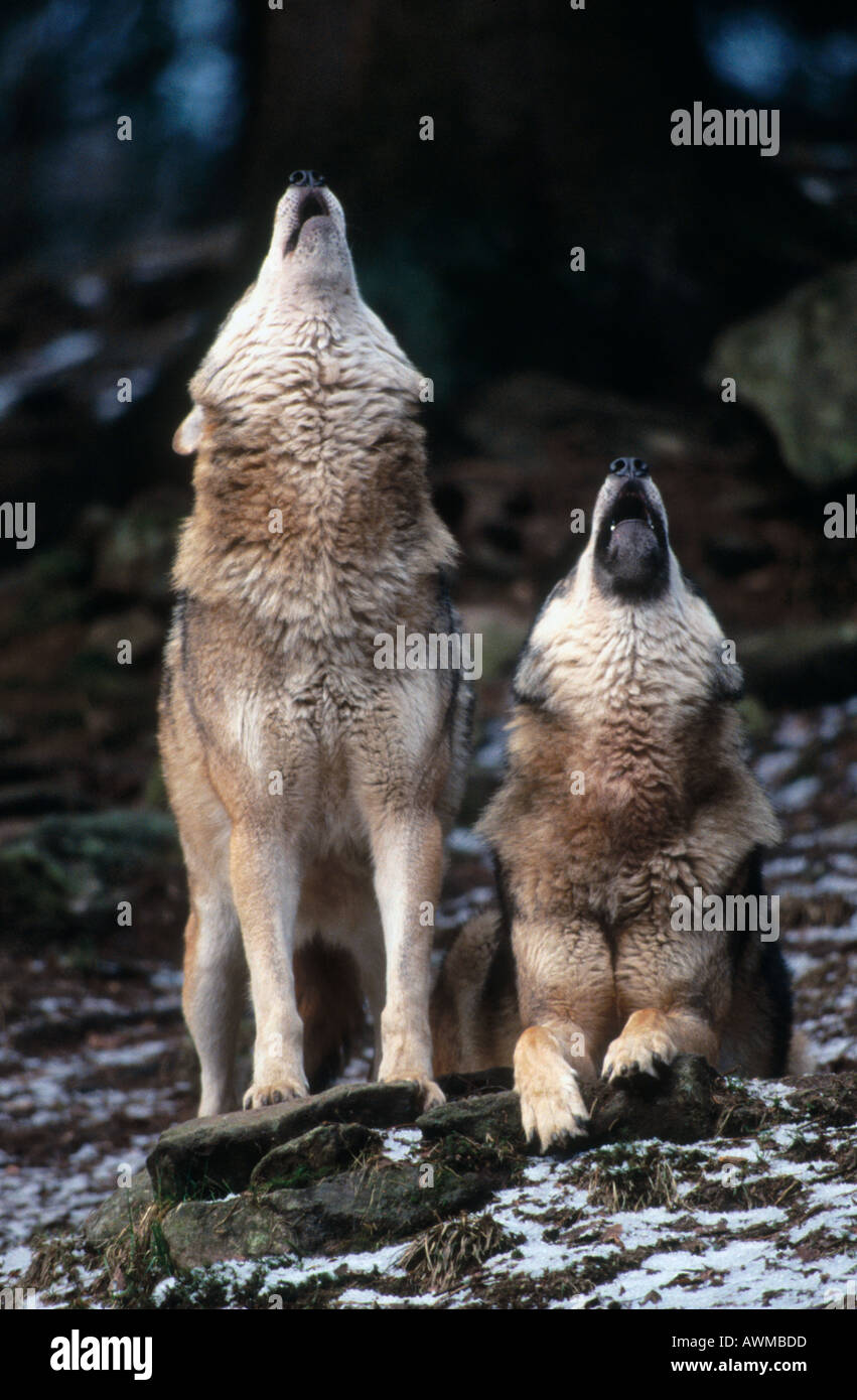 Heulende wolf -Fotos und -Bildmaterial in hoher Auflösung – Alamy