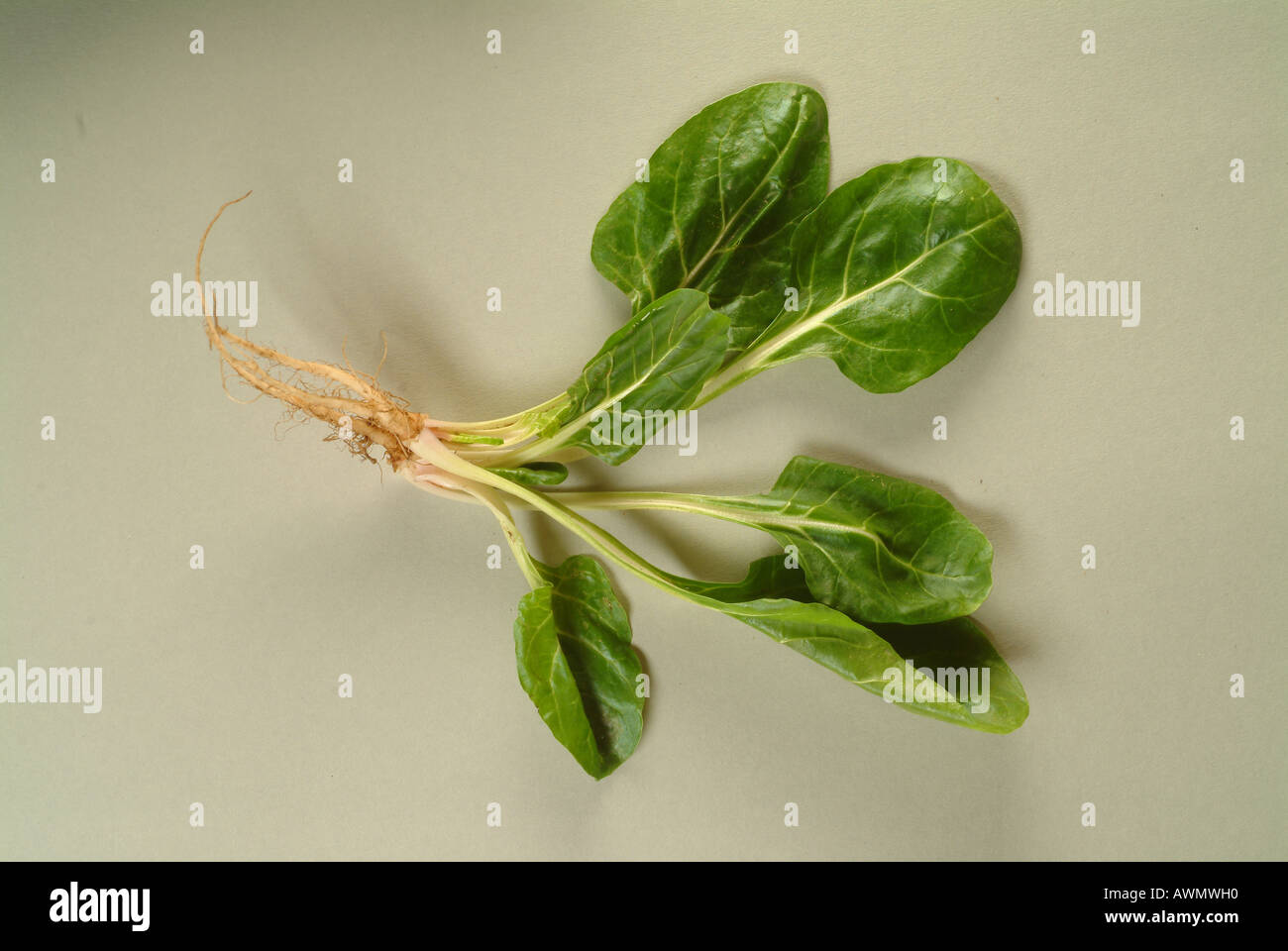 Mangold wurzel -Fotos und -Bildmaterial in hoher Auflösung – Alamy