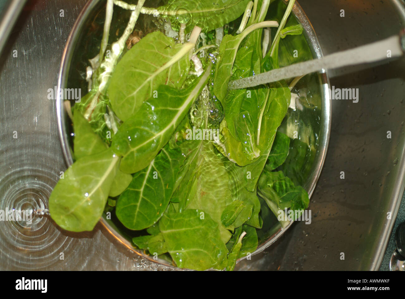 Mangold wurzel -Fotos und -Bildmaterial in hoher Auflösung – Alamy