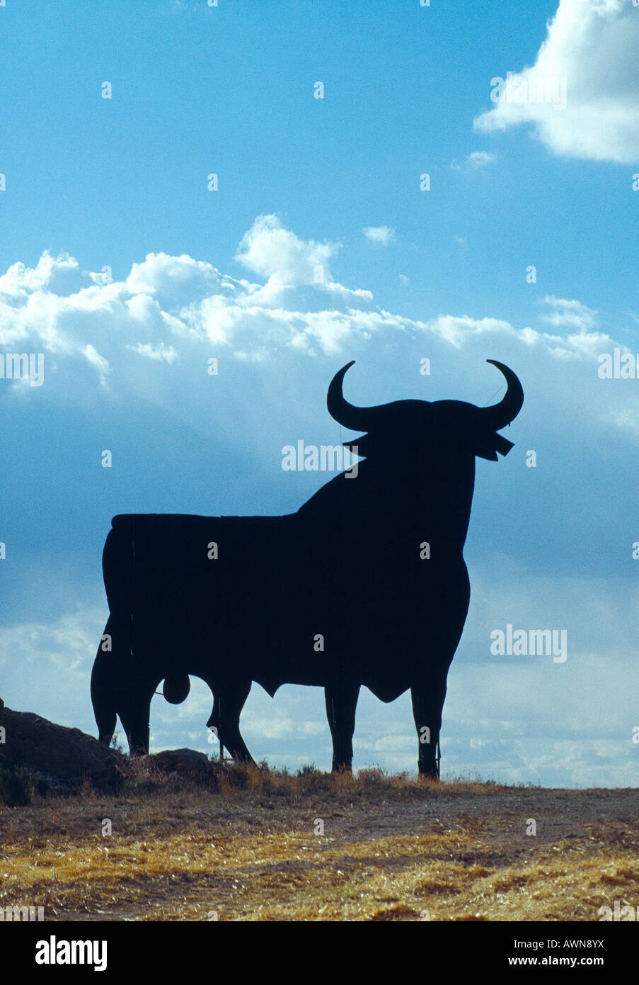 Osborne Stier Stockfotos und -bilder Kaufen - Alamy