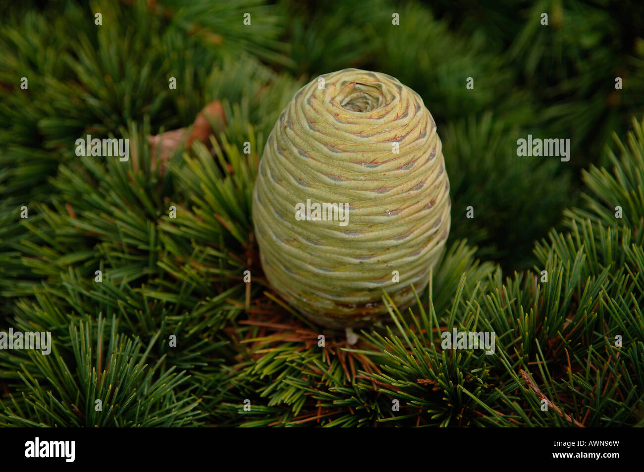 Einzelne zeder -Fotos und -Bildmaterial in hoher Auflösung – Alamy