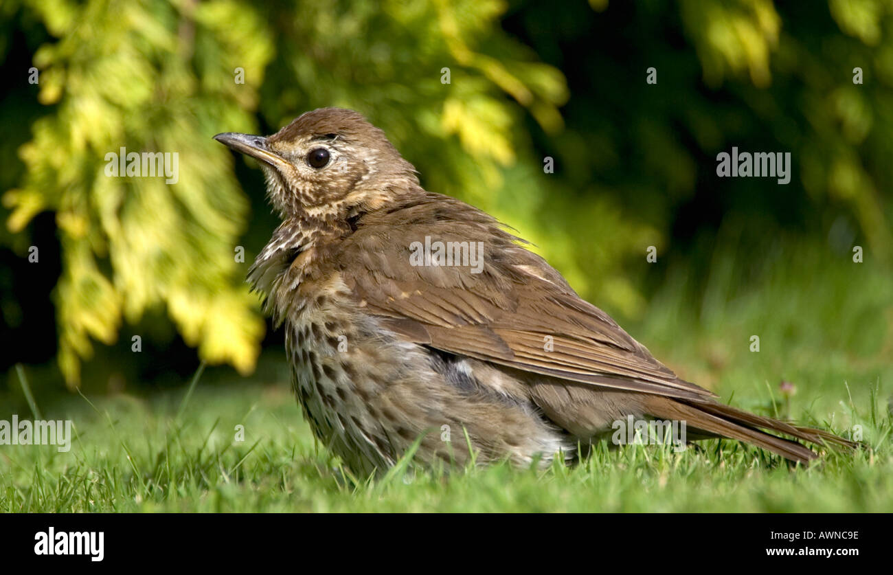 Singdrossel Im Garten