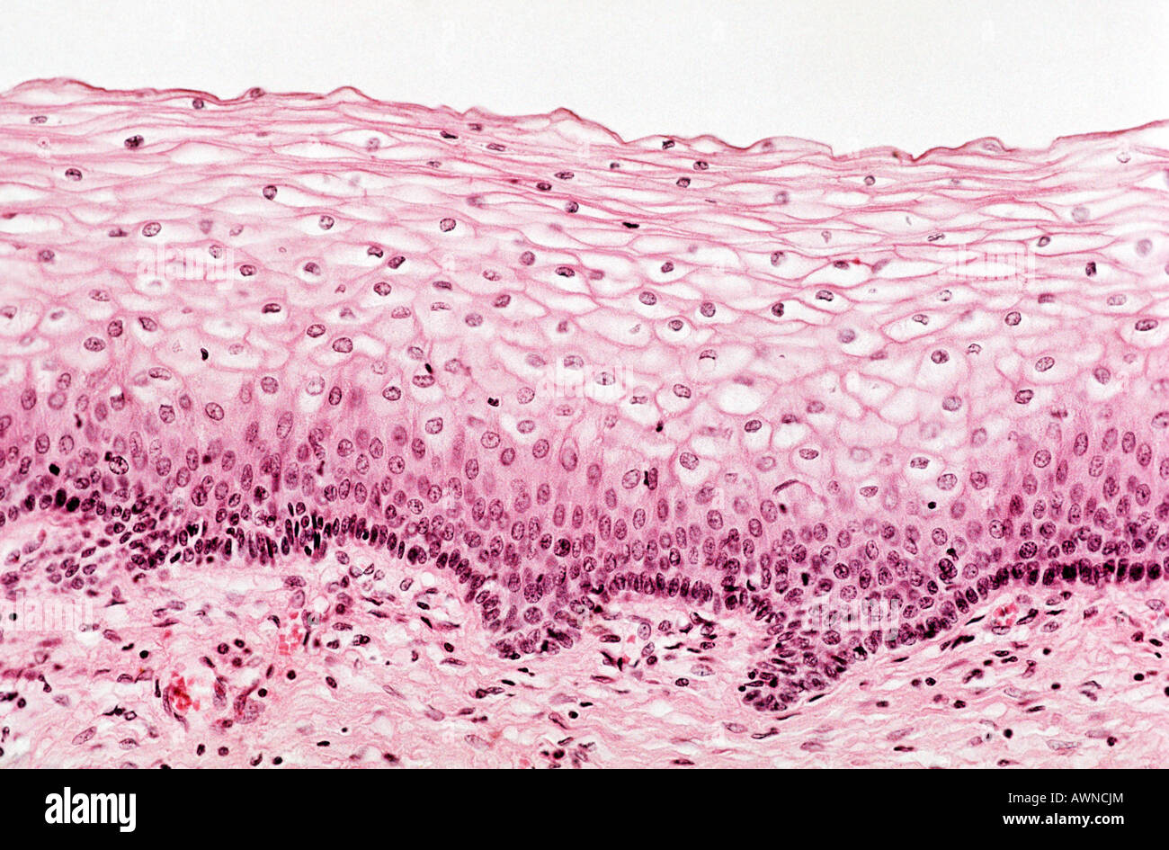Menschliches epithel -Fotos und -Bildmaterial in hoher Auflösung – Alamy