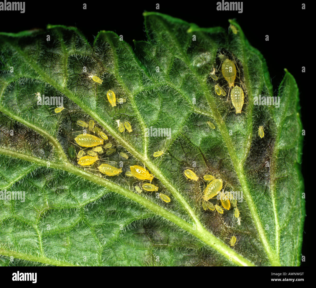 Cryptomyzus ribis -Fotos und -Bildmaterial in hoher Auflösung – Alamy