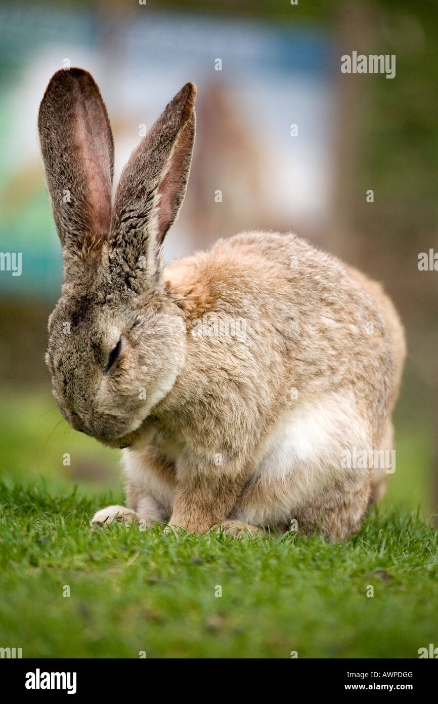 Flemish giant rabbit -Fotos und -Bildmaterial in hoher Auflösung – Alamy