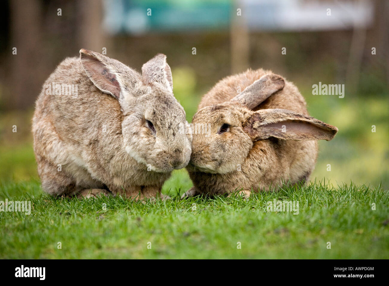 Kaninchen europa -Fotos und -Bildmaterial in hoher Auflösung – Alamy