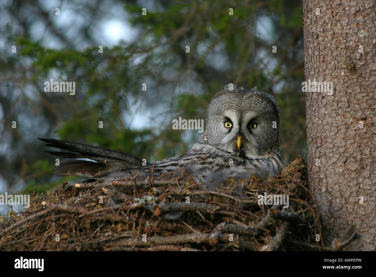 Großen grau-Eule oder Lappland Eule (Strix Nebulosa) im Nest, Finnland ...