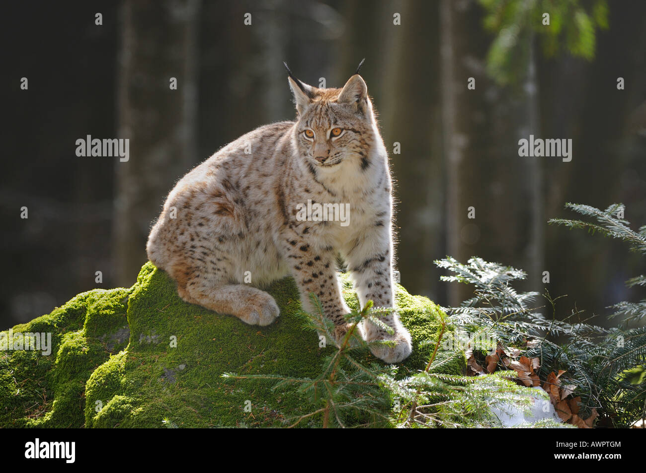 Eurasischer luchs von der seite -Fotos und -Bildmaterial in hoher ...