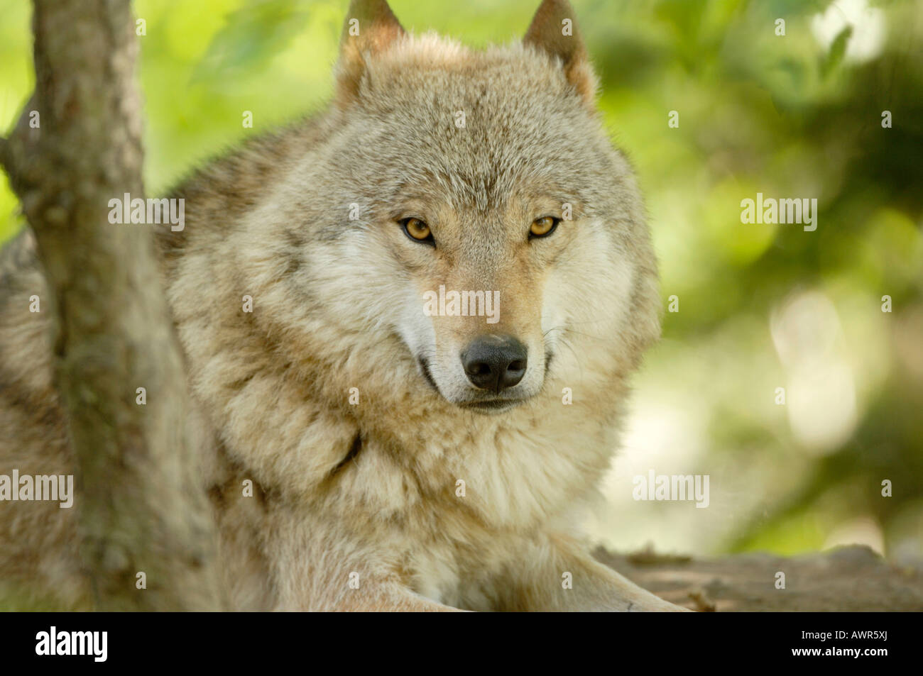 Mongolischer Wolf (Canis Lupus Chanco Stockfotografie - Alamy