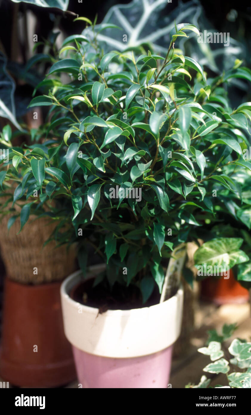 Weinender feigenbaum ficus benjamina -Fotos und -Bildmaterial in hoher ...