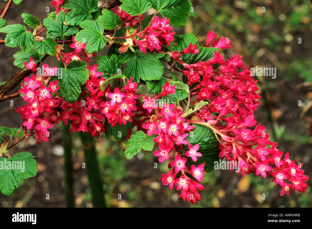 Ribes Sanguineum 'King Edward VII', Blüte Johannisbeerstrauch, rote ...
