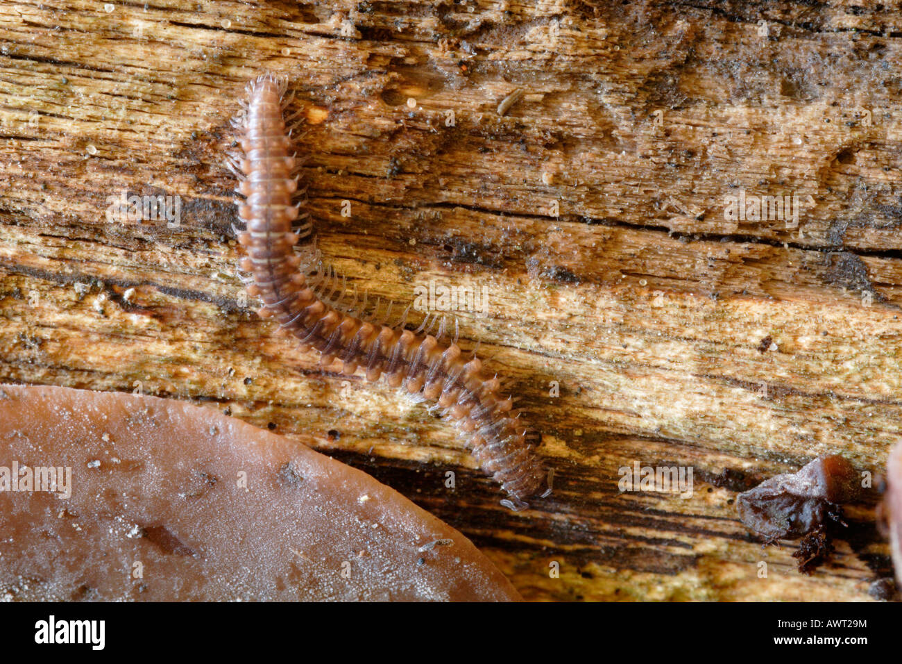 Polydesmus complanatus Stockfotos und -bilder Kaufen - Alamy