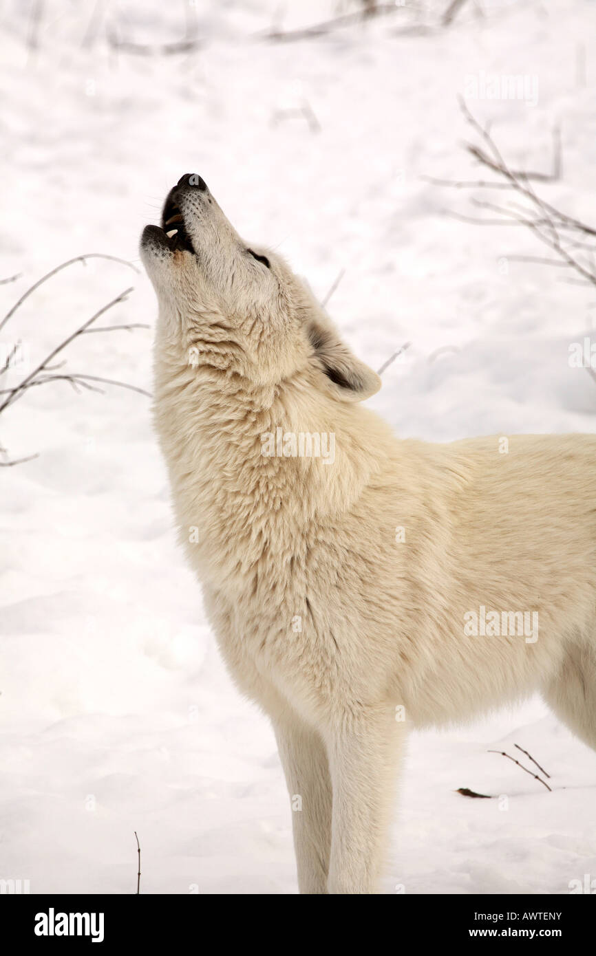 Arctic wolf howling -Fotos und -Bildmaterial in hoher Auflösung – Alamy