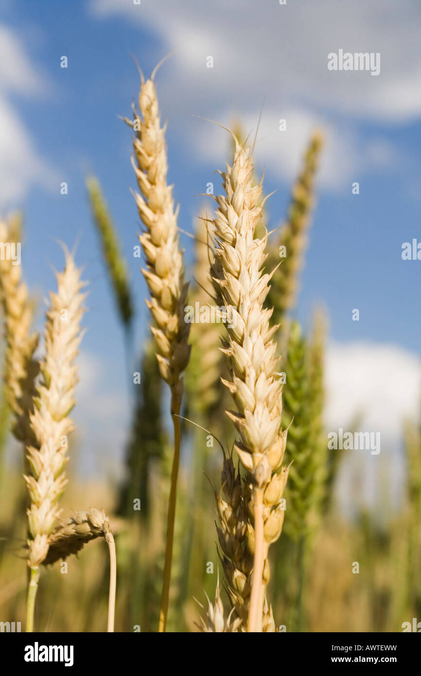 Weizen erntet -Fotos und -Bildmaterial in hoher Auflösung – Alamy
