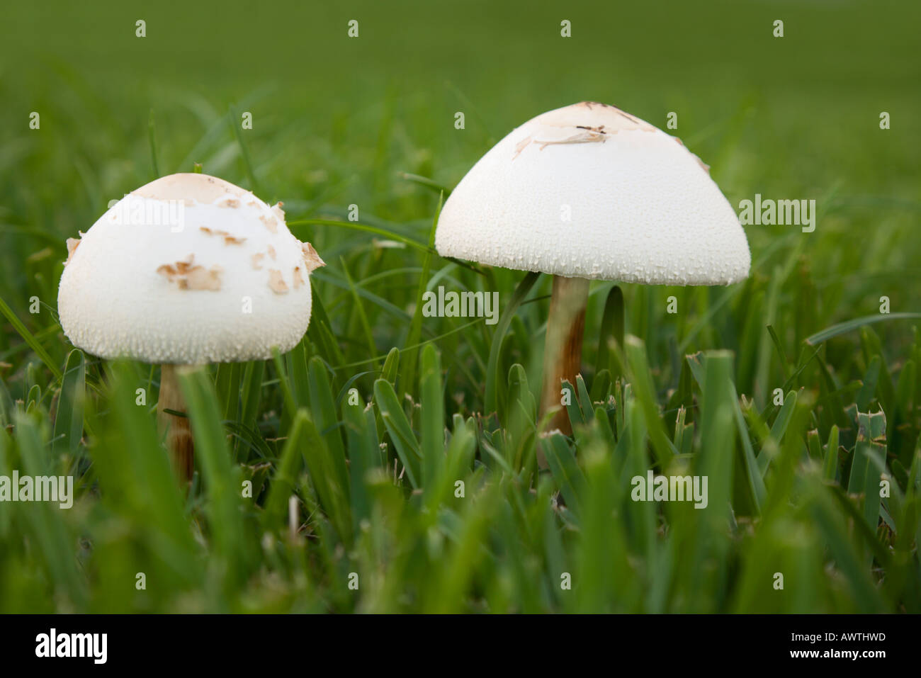 Pilz im rasen -Fotos und -Bildmaterial in hoher Auflösung – Alamy