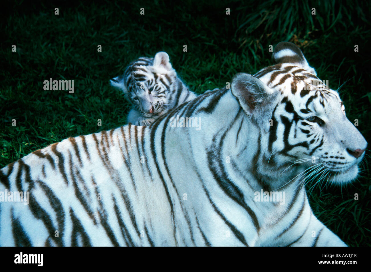 Tigre Blanc Weisser Tiger White Bengal Tiger Panthera Tigris Tigris ...