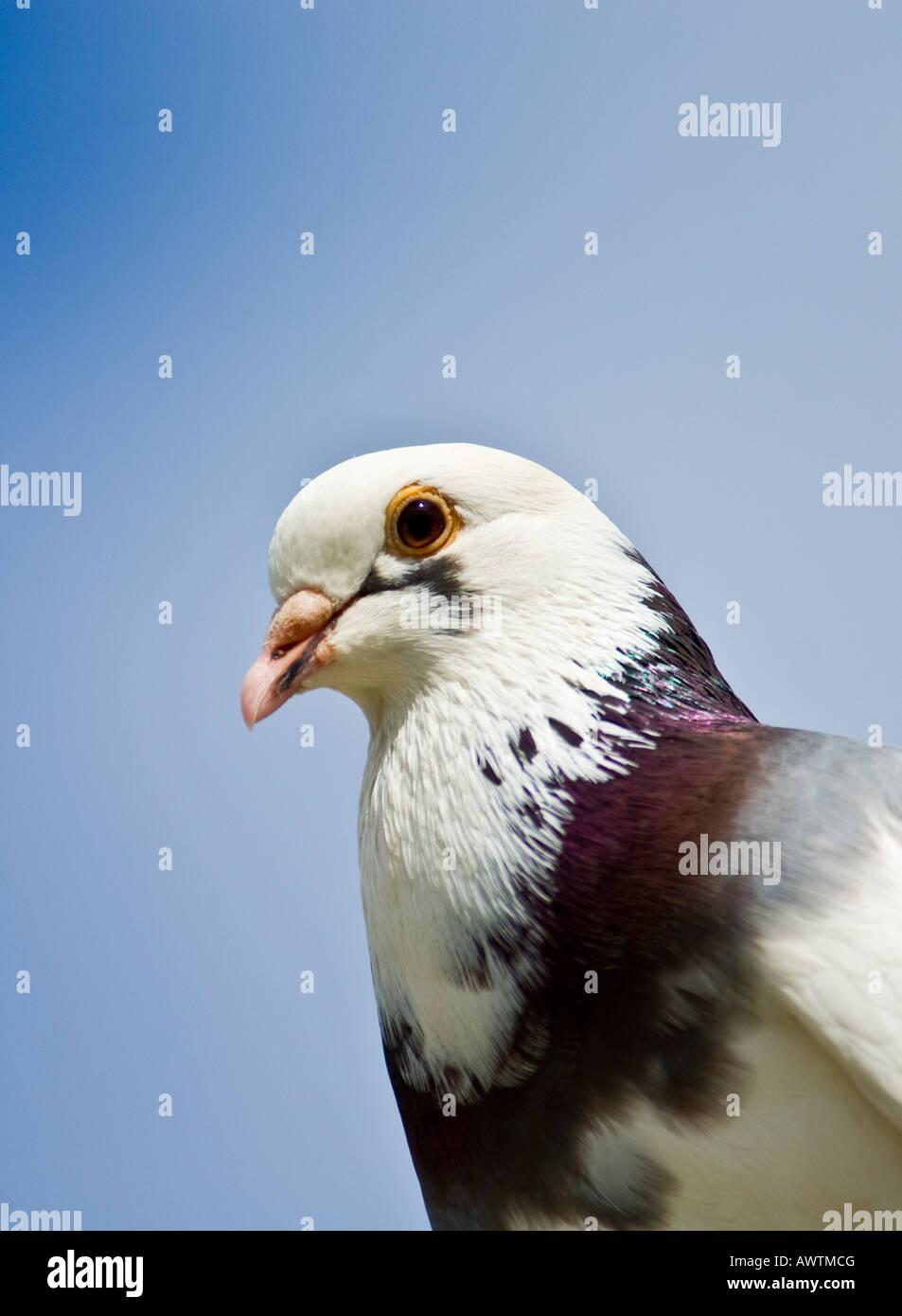 Taube mit weissen kopf -Fotos und -Bildmaterial in hoher Auflösung – Alamy