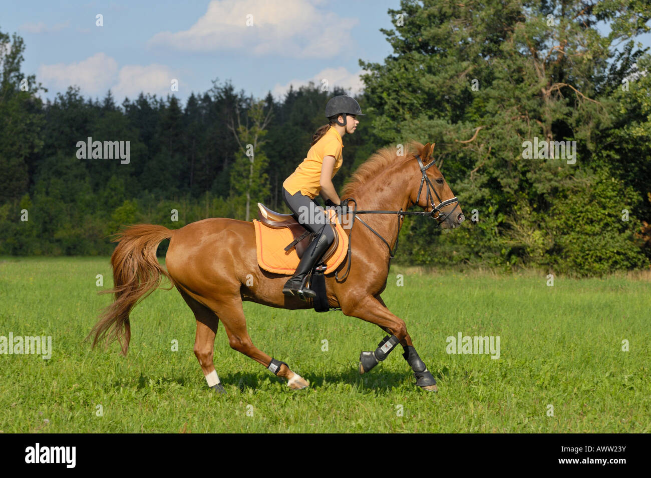 Girl Galloping On German Pony Stockfotos und -bilder Kaufen - Alamy