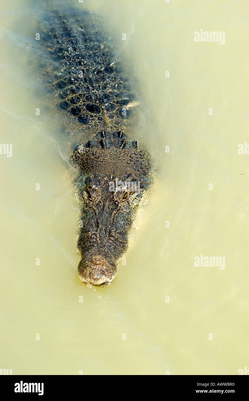 Menschenfresser krokodil -Fotos und -Bildmaterial in hoher Auflösung ...