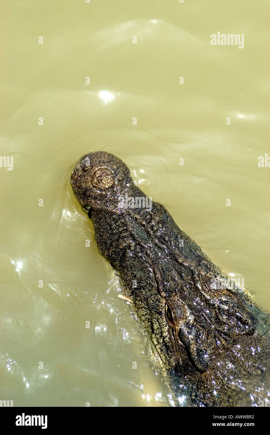 Menschenfresser krokodil -Fotos und -Bildmaterial in hoher Auflösung ...