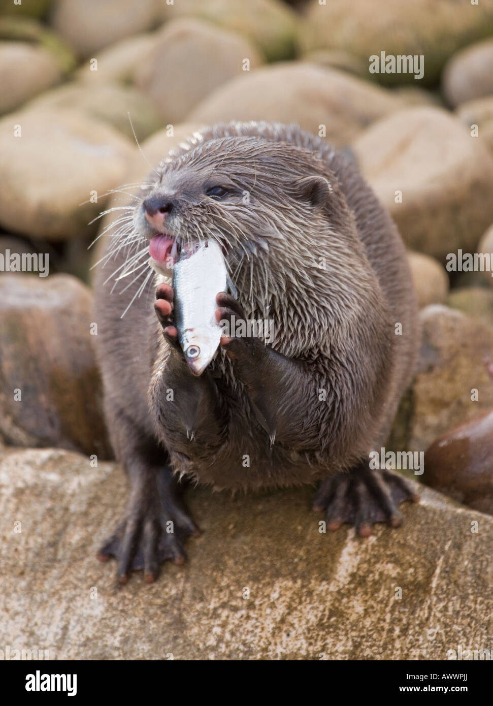 Otter england -Fotos und -Bildmaterial in hoher Auflösung – Alamy