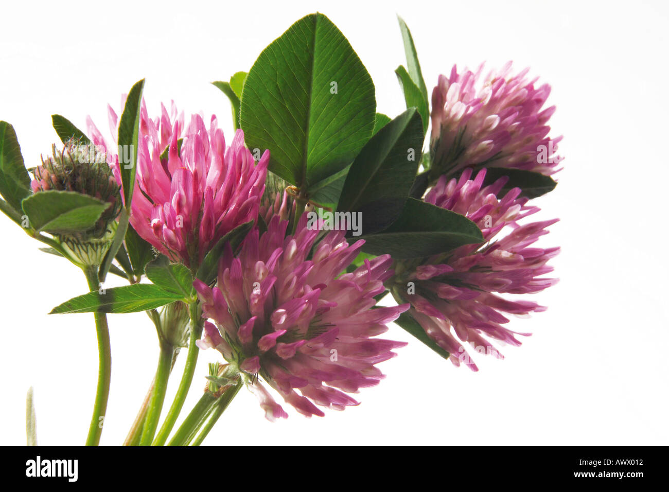 Der rotklee -Fotos und -Bildmaterial in hoher Auflösung – Alamy