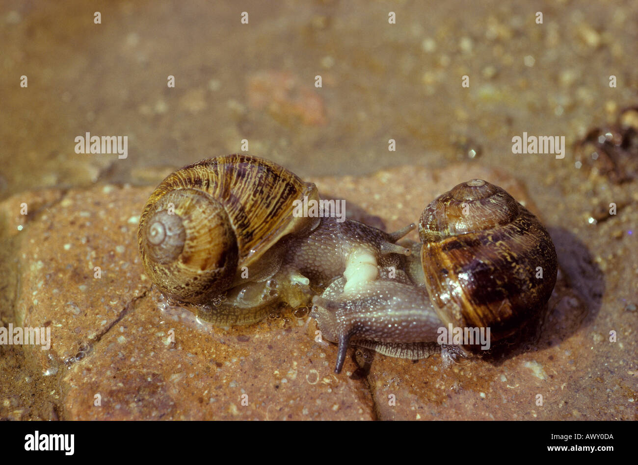 Weichtiere paarung -Fotos und -Bildmaterial in hoher Auflösung – Alamy