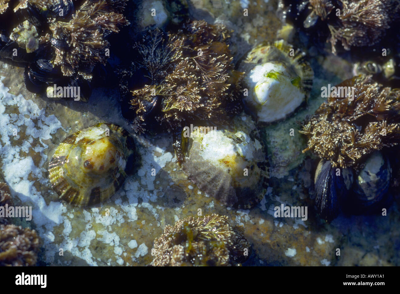 Salzwasser napfschnecke -Fotos und -Bildmaterial in hoher Auflösung – Alamy