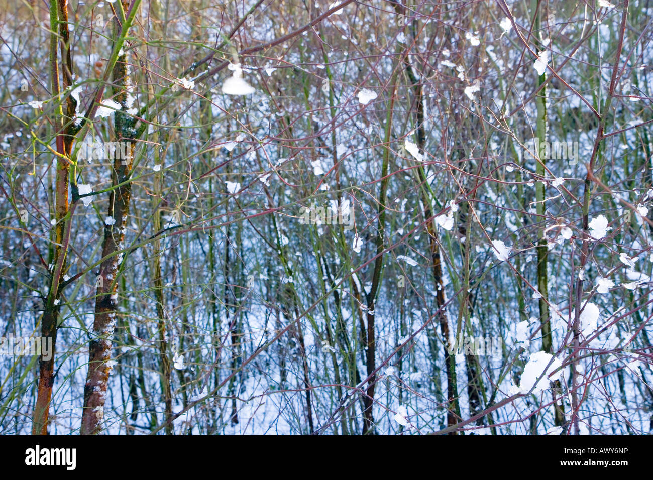 Winter-Blick von Setzlingen im Schnee auf dem Longdendale-Trail im Peak ...