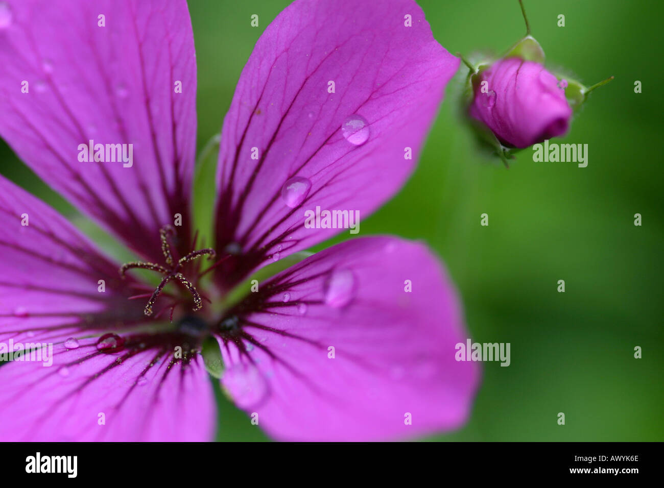 Geranium patricia -Fotos und -Bildmaterial in hoher Auflösung – Alamy