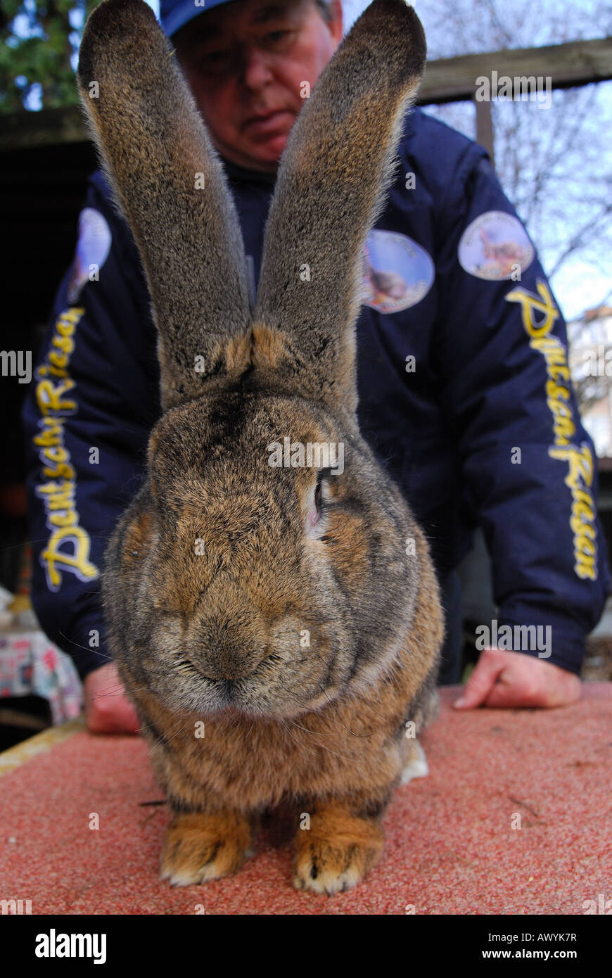 Riesige kaninchen -Fotos und -Bildmaterial in hoher Auflösung – Alamy