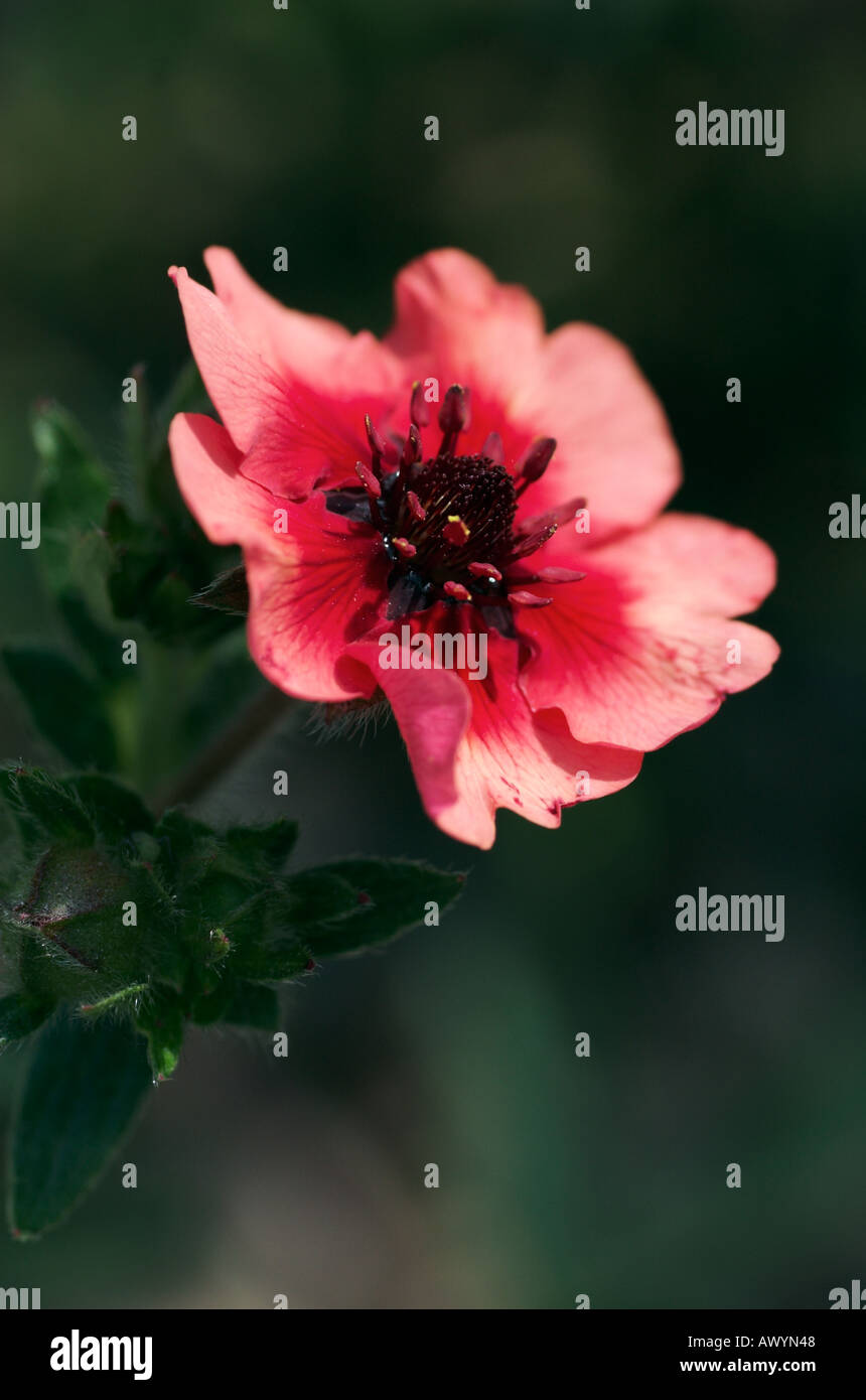 Cinquefoil potentilla nepalensis -Fotos und -Bildmaterial in hoher ...
