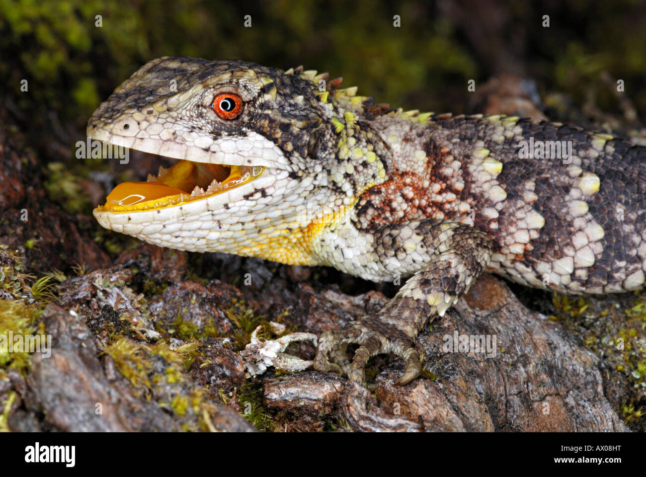 Reptilien taxonomie -Fotos und -Bildmaterial in hoher Auflösung – Alamy