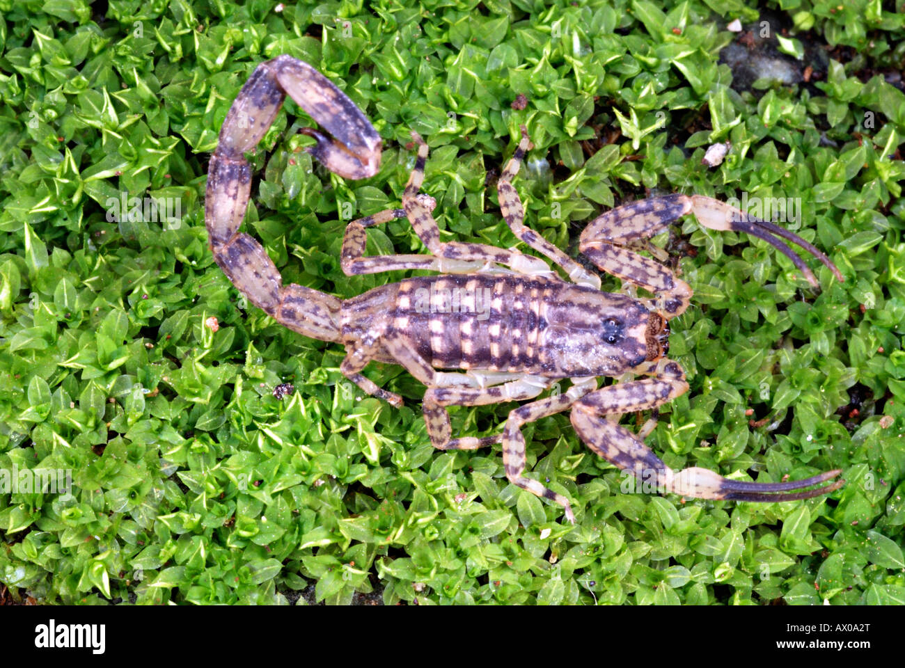 Brown scorpion -Fotos und -Bildmaterial in hoher Auflösung – Alamy
