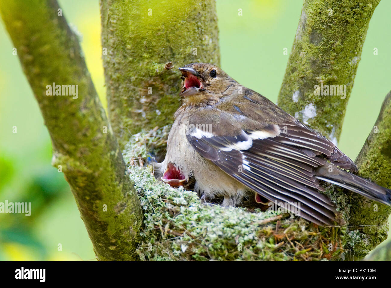 Weibliche Buchfinken (Fringilla Coelebs) sitzen im Nest, Gillenfeld ...