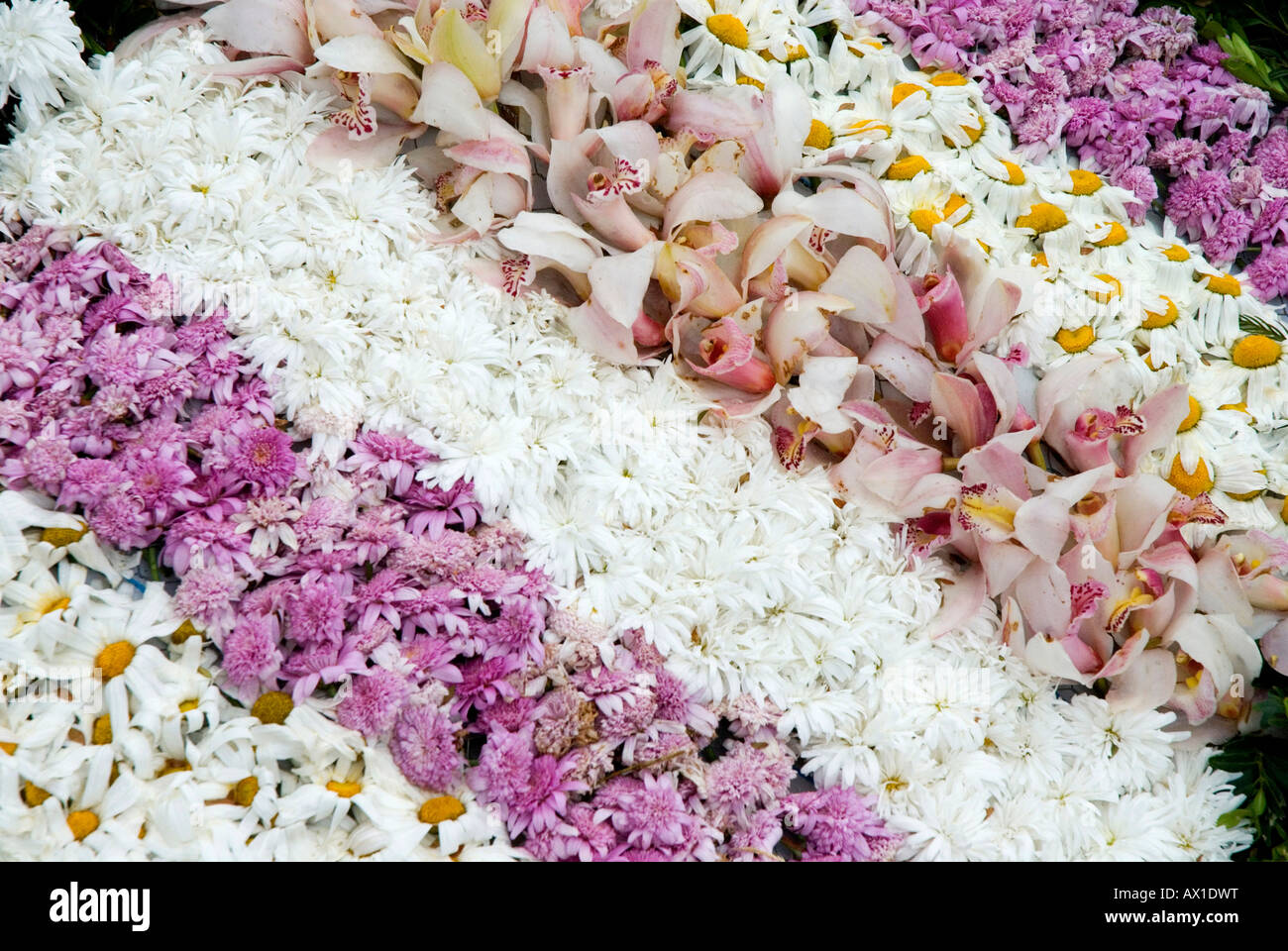 April blumen -Fotos und -Bildmaterial in hoher Auflösung – Alamy