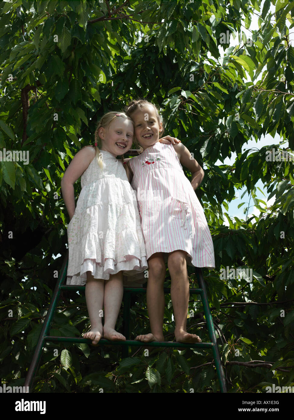 Zwei Mädchen stehen auf einer Leiter unter einem Kirschbaum ...
