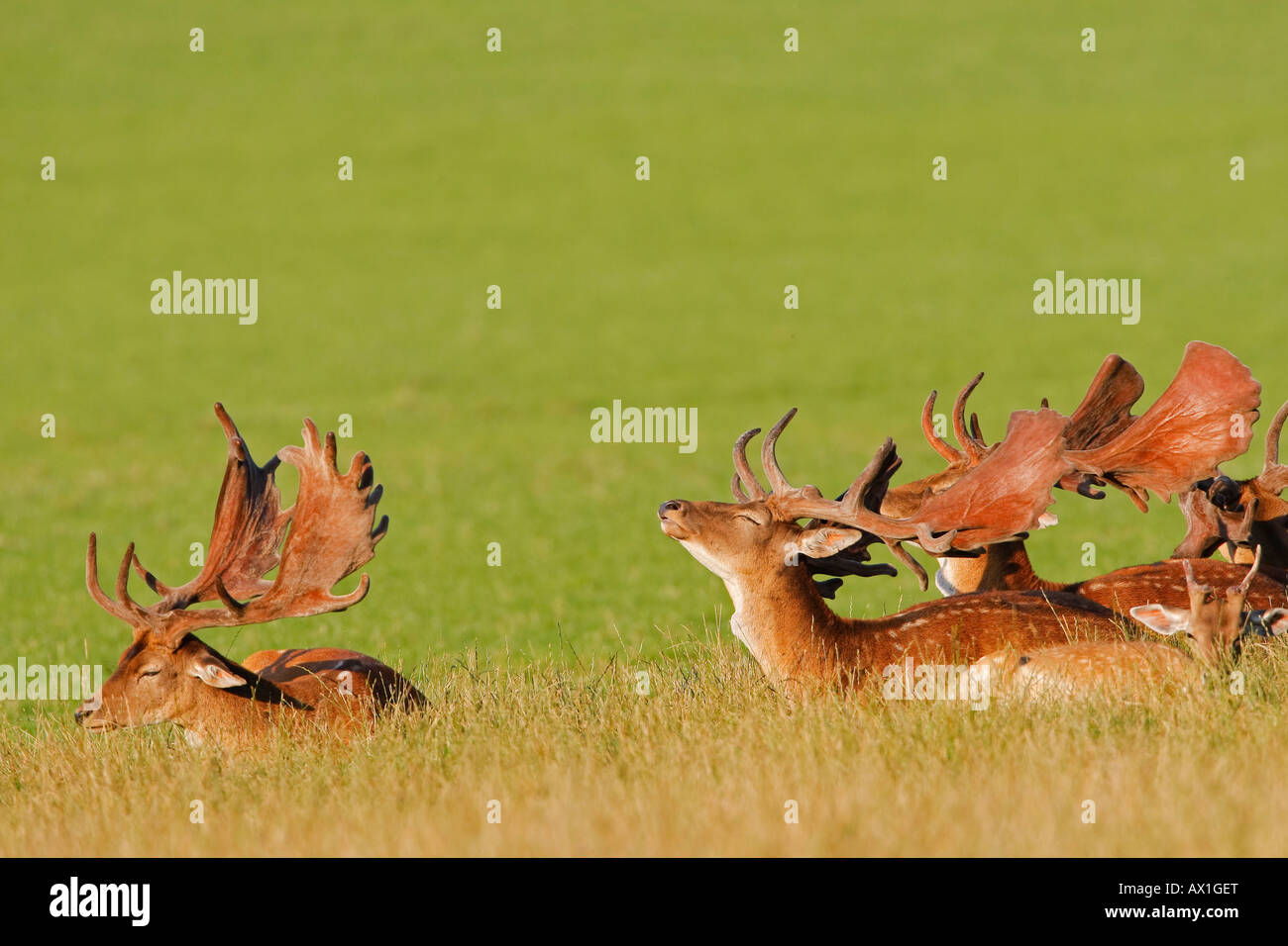 European fallow deer dama dama dama -Fotos und -Bildmaterial in hoher ...