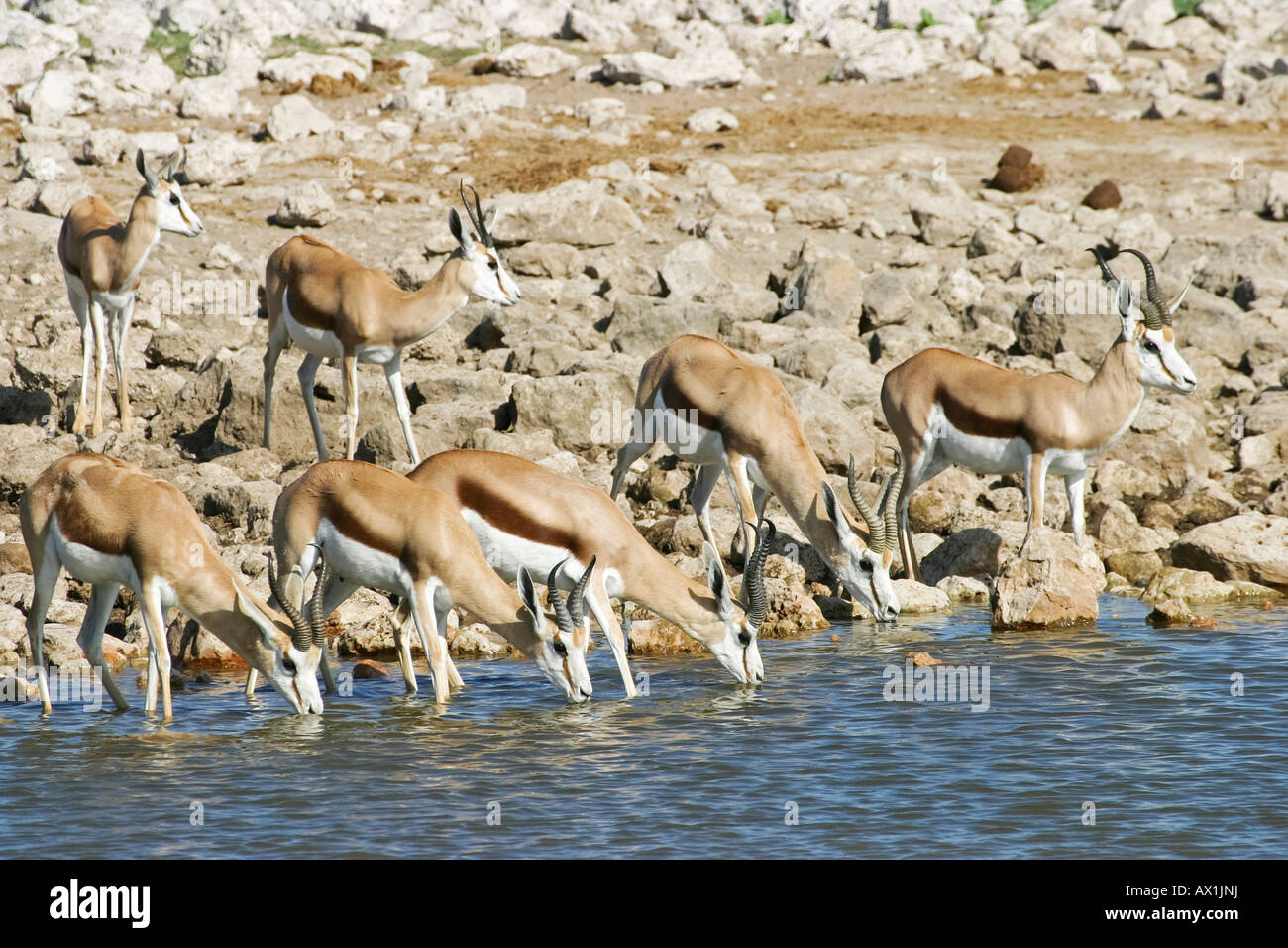 Afrika antilopen -Fotos und -Bildmaterial in hoher Auflösung – Alamy